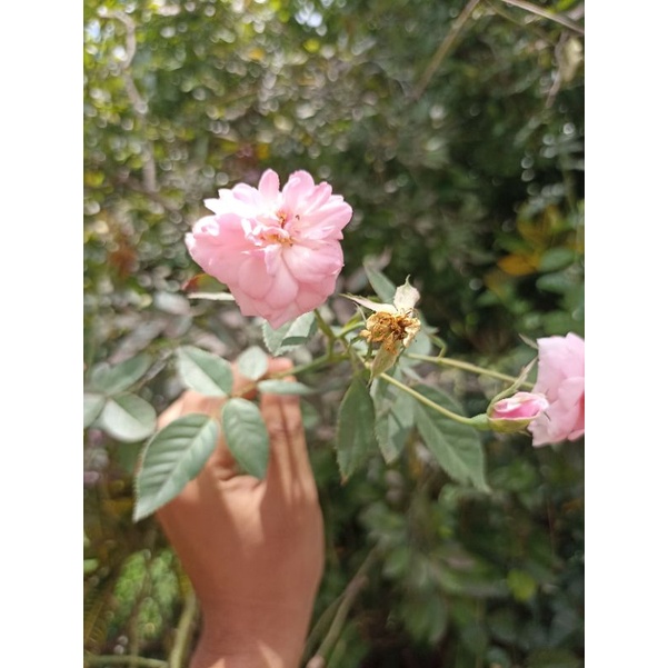POKOK BUNGA ROS/KERATAN POKOK BUNGA ROS PINK SUSU ORIGINAL KAMPUNG | Shopee Malaysia