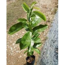 POKOK POKOK DURIAN BELA NDA BAKA VIETNAM- BAKA MAHAL BERKUALITI *(BUAH ...