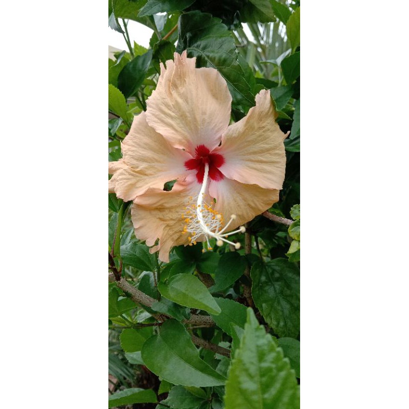 5 WARNA Keratan Ranting Pokok Bunga Raya | Shopee Malaysia