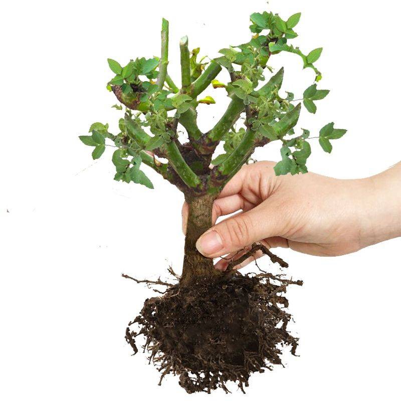 Rak pokok bunga benih pokok bunga anak pokok bunga pokok rose pokok ...