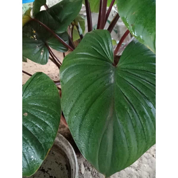 Anak Pokok Keladi Kemoyang/Anak Pokok Sahaja BUKAN INDUK | Shopee Malaysia