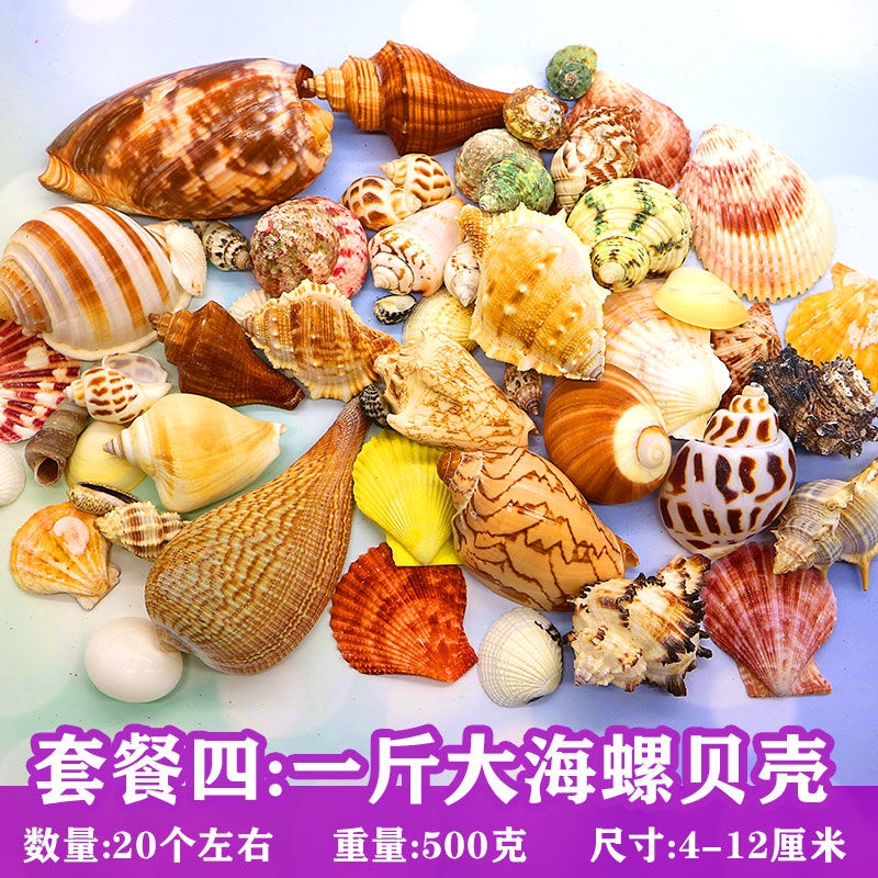 ⊙Pakej cangkerang kerang semulajadi hiasan landskap tangki ikan ...