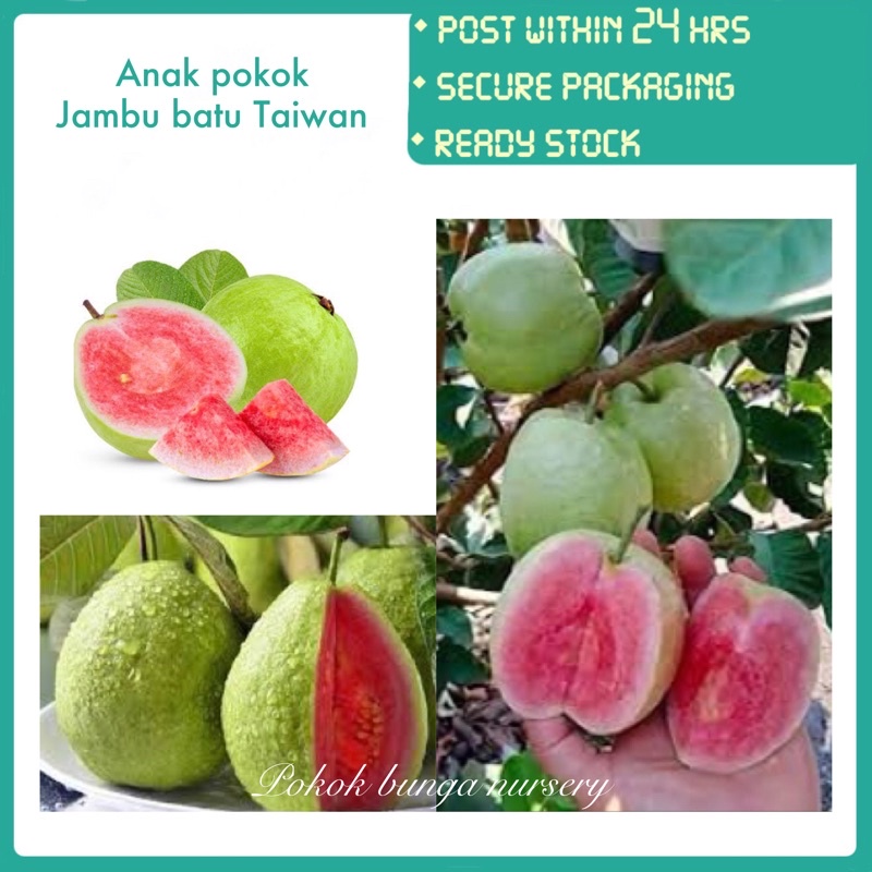 PBN - anak pokok jambu batu Taiwan - pokok bunga nursery cepat rajin ...