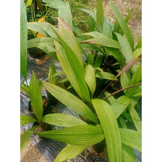 pokok lemba/nyiur puyuh/pokok kleser | Shopee Malaysia