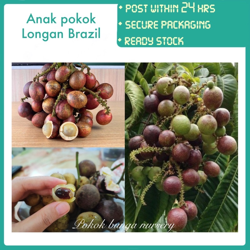 PBN - anak pokok longan Brazil hybrid - pokok bunga nursery matao buah ...