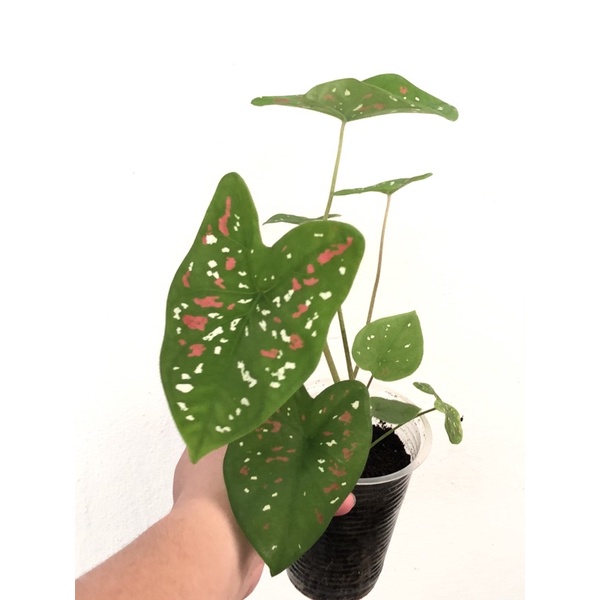 【Real Live Plant】 Caladium Bicolor Florida Clown Plant 五彩芋 卡拉双色小丑 植物 ...