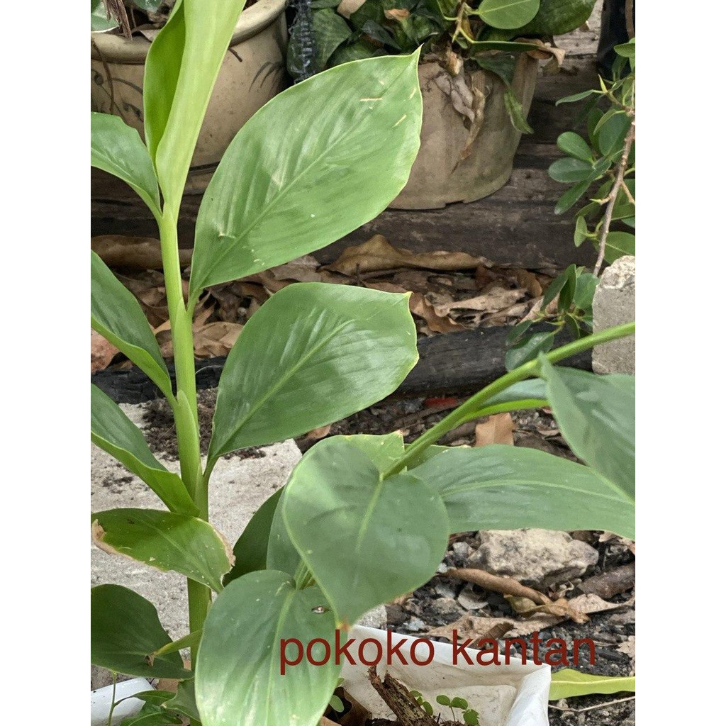 Bunga Kantan - pokok kantan | BeeCost