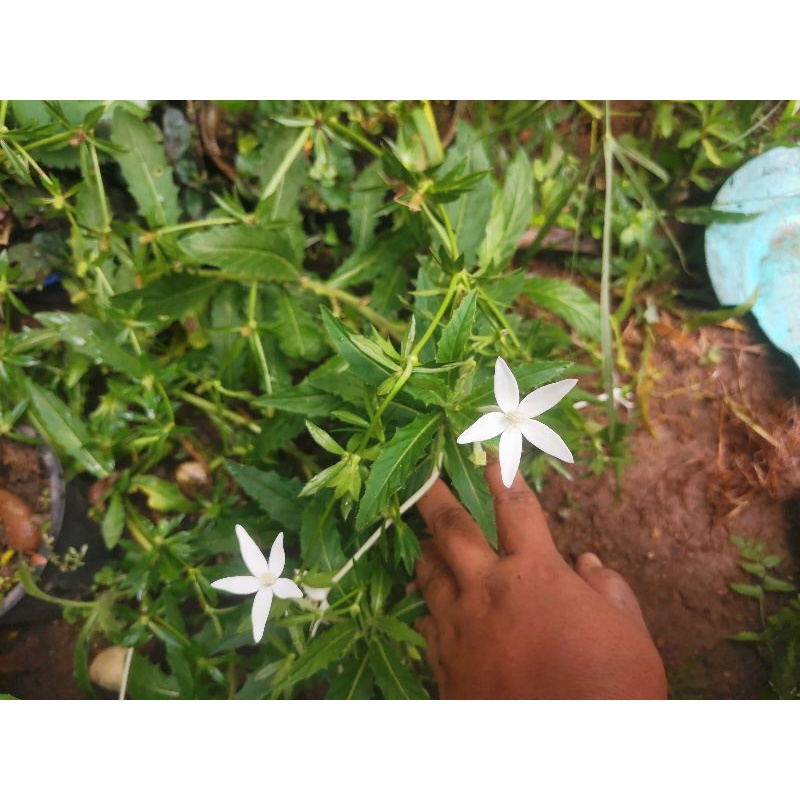 Pokok Katarak, bunga kitalod, bonglai gunung | Shopee Malaysia