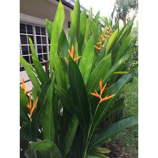 Pokok Heliconia Warna Oren Kekuningan/Pokok Sepit Udang/Bird of ...