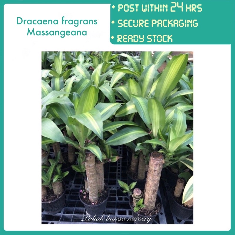 PBN - dracaena fragrans massangeana 3 batang pokok bunga nursery ...