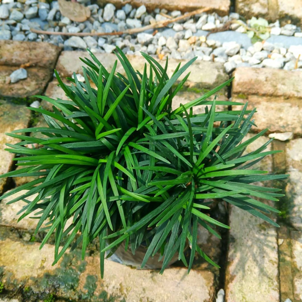 Kyoto Grass ( suitable for ground cover ) | Shopee Malaysia