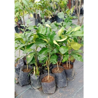 anak pokok limau bali isi merah hybrid | Shopee Malaysia