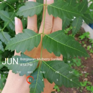 Daun semambu 100g bagi cacar /neem leaf 100g for chicken pox | Shopee ...