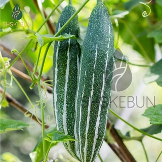 Baba Benih Labu Ular Snake Gourd F1 Hybrid Non-GMO Seeds VE-066 SHS ...