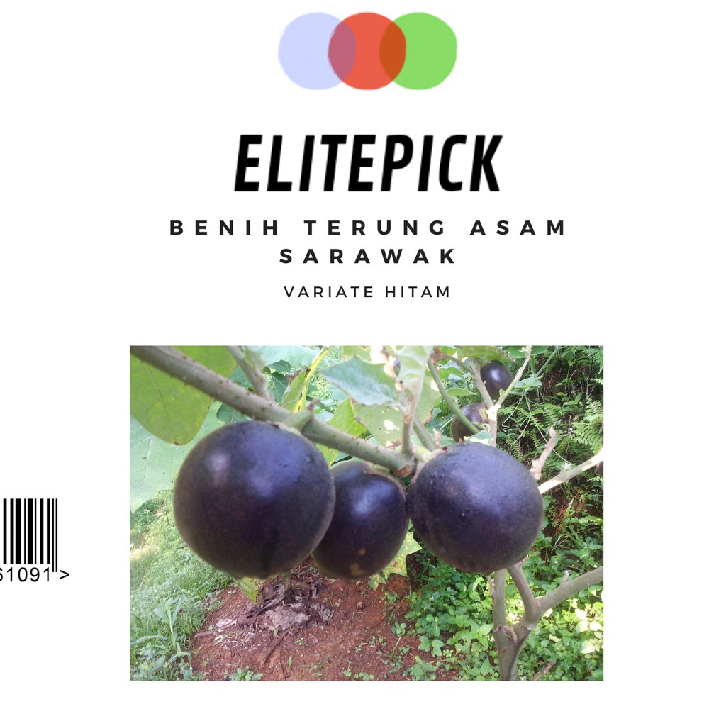 400-+ BIJI BENIH TERUNG ASAM SARAWAK/TERUNG DAYAK (Solanum Ferux Linn ...