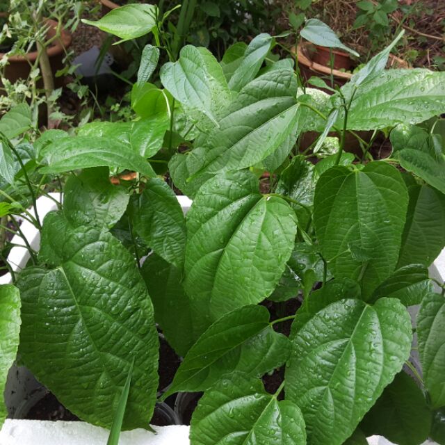 印加果树苗 anak pokok sacha inchi; | Shopee Malaysia