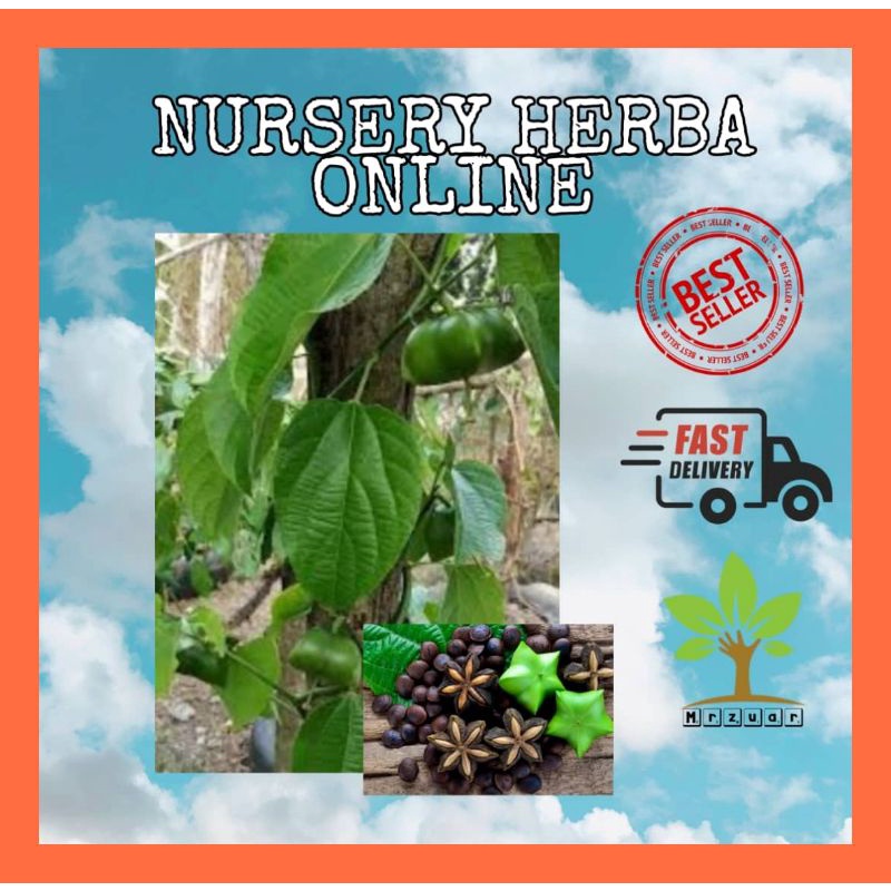 Anak pokok SACHA INCHI dalam polybeg | Shopee Malaysia