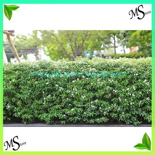 Pokok Bunga Mini Jasmine Ervatamia Dwarf / Anak Pokok Bunga Jasmine ...