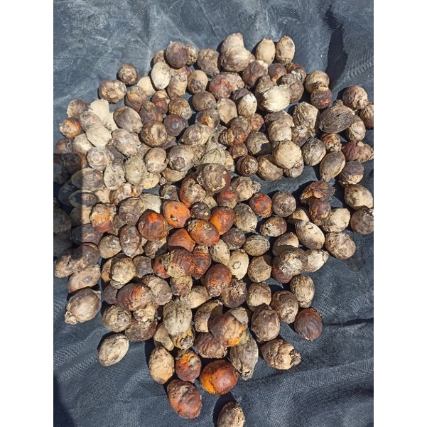 Buah pinang kering masak bersama kulit | Shopee Malaysia