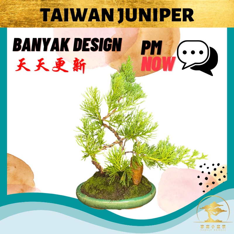 【FAMILY BONSAI】Juniperus Chinensis Shimpaku Juniper Bonsai 台湾真柏 Bunga ...