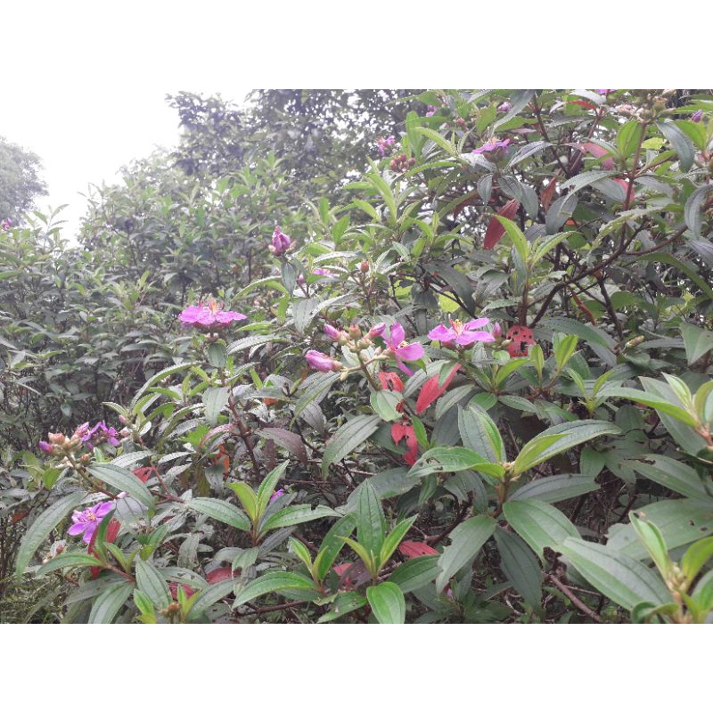 Anak Pokok Senduduk ( Pink ) | Shopee Malaysia