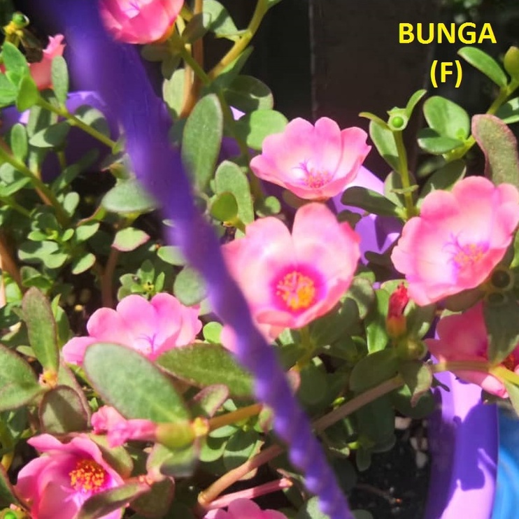 KERATAN POKOK BUNGA ROS JEPUN MURAH (BUNGA F ) | Shopee Malaysia