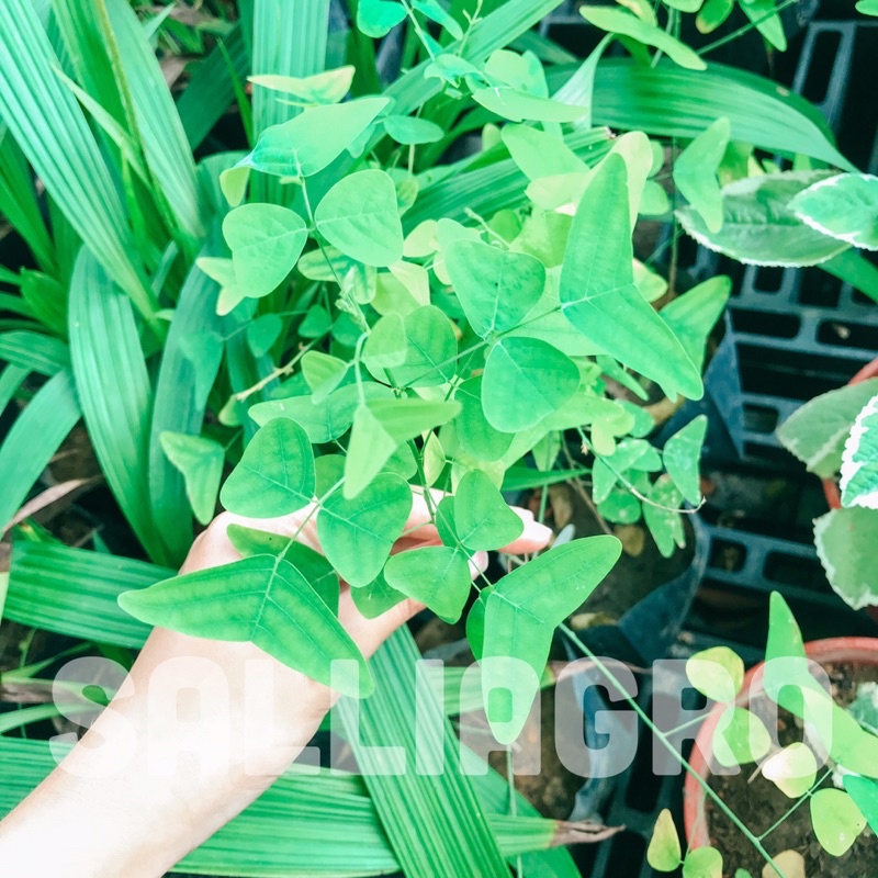 Pokok Rama-rama Hijau | Rerama | Mariposa | Green Butterfly Wing ...