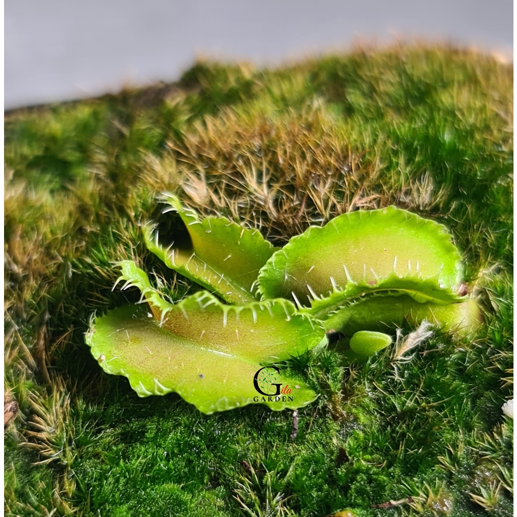 Venus Flytrap Kim Jong-Un, Kim Jong-Il [Dionaea Muscipula][Carnivorous ...