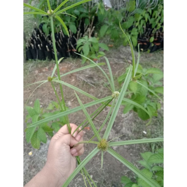 rumput helikopter untuk kucing(200gram) | Shopee Malaysia