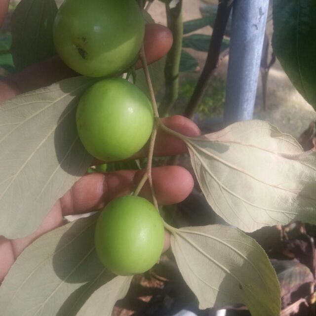 Pokok epal bidara jumbo | Shopee Malaysia
