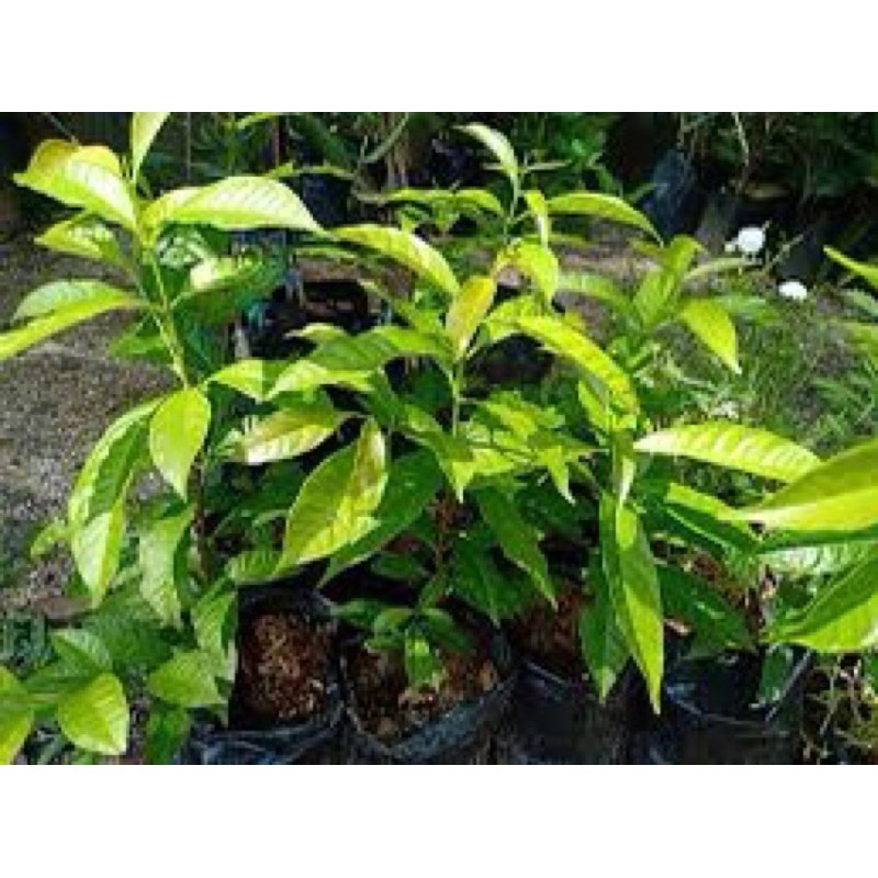 ANAK POKOK SERAI SAMAK/SERAI KAYU/SALAM | Shopee Malaysia