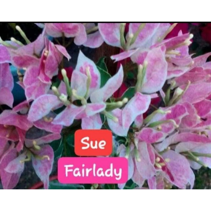 bunga kertas sabah/anak pokok bunga kertas id (fairlady) | Shopee Malaysia