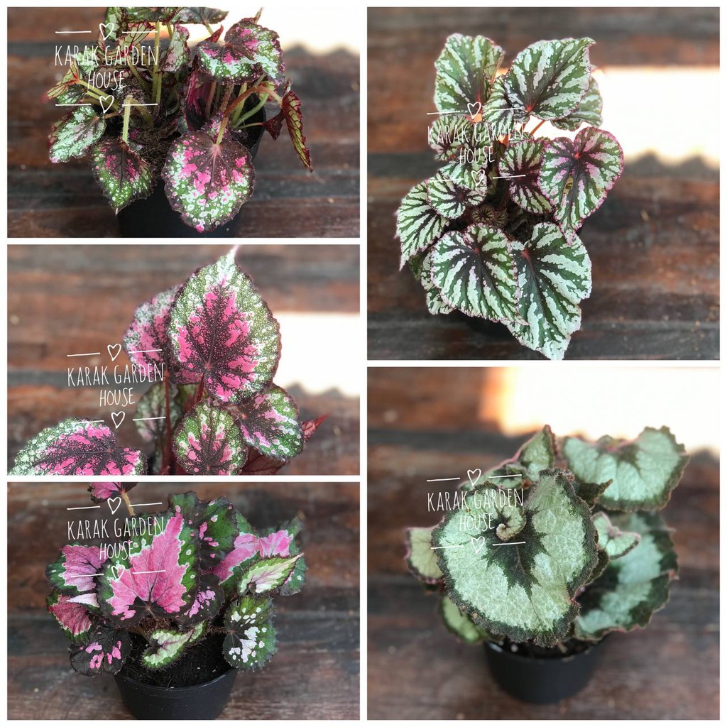 POKOK BUNGA BEGONIA (LIVE PLANT) | Shopee Malaysia