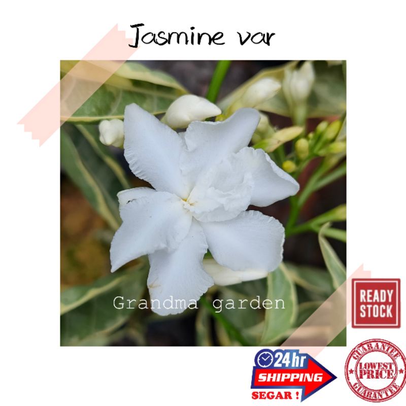 (GG real plant) jasmine var ^ bunga pokok hidup hiasan luar rumah live ...
