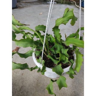 Pokok Bakawali Kerepok / Kerinting (Epiphyllum Guatemalense Bakawali ...