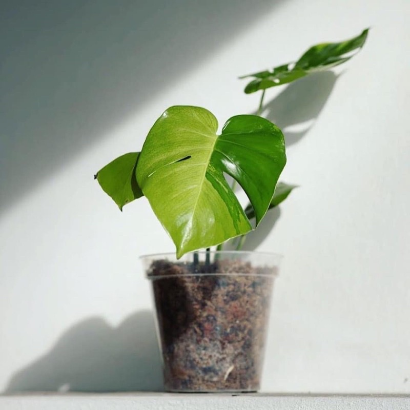 Monstera Green on Green | Monstera Deliciosa Variegata ‘Sport Green ...