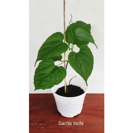Pokok Sacha Inchi (Pokok Omega) | Shopee Malaysia