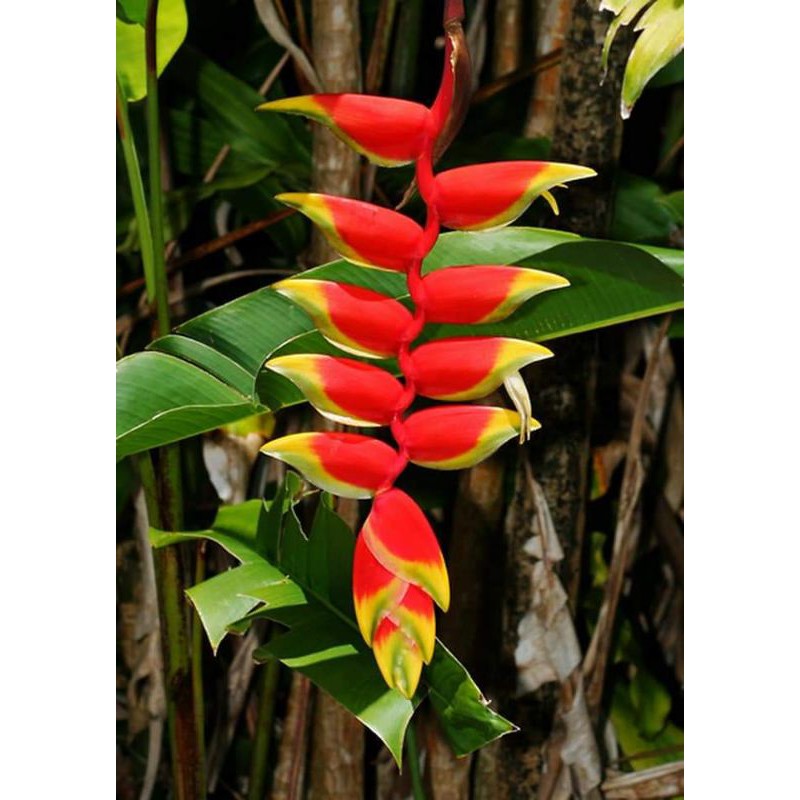 1, anak pokok. heliconi.( sepit udang) | Shopee Malaysia