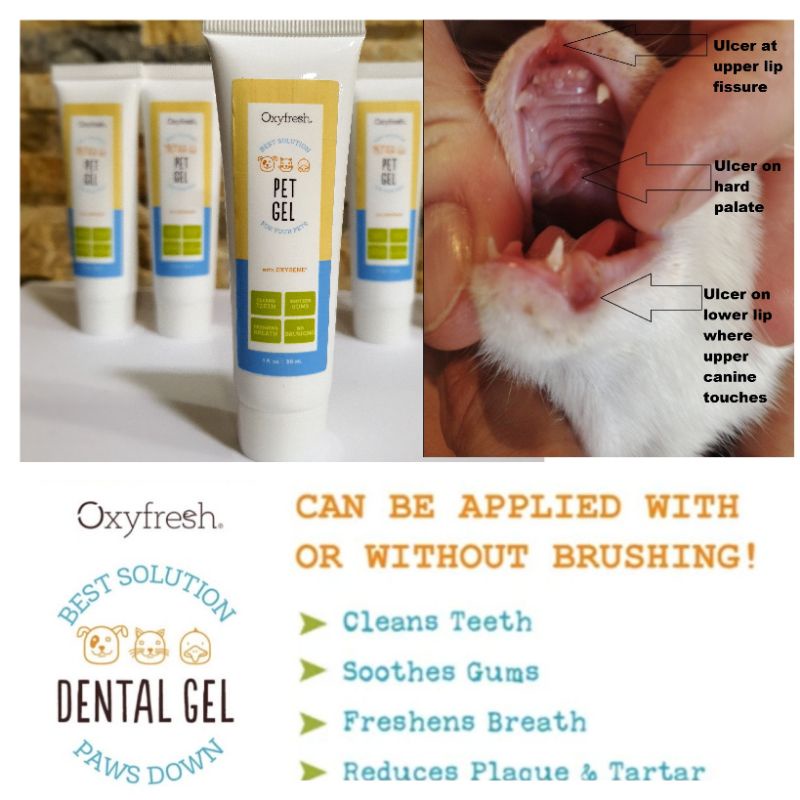 Pet Toothpaste Gel Oxyfresh Pet Gel (1oz) : Powerful Healing On Wounds ...