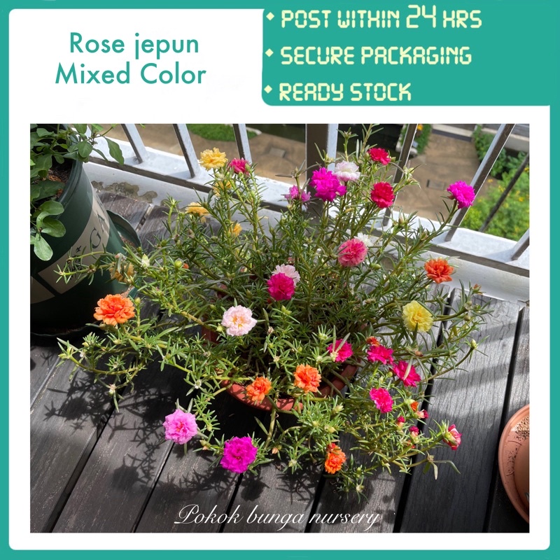 PBN - rose jepun - pokok bunga nursery rajin berbunga lebat portulaca grandiflora succulent moss ...