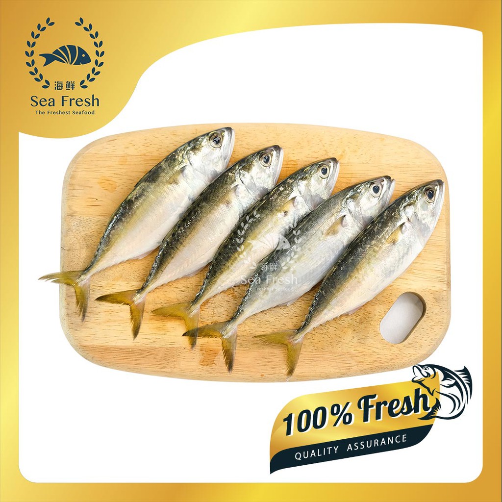 [Sea Fresh] Ikan Kembung | Kembung Fish | Fresh Frozen Seafood | Shopee ...