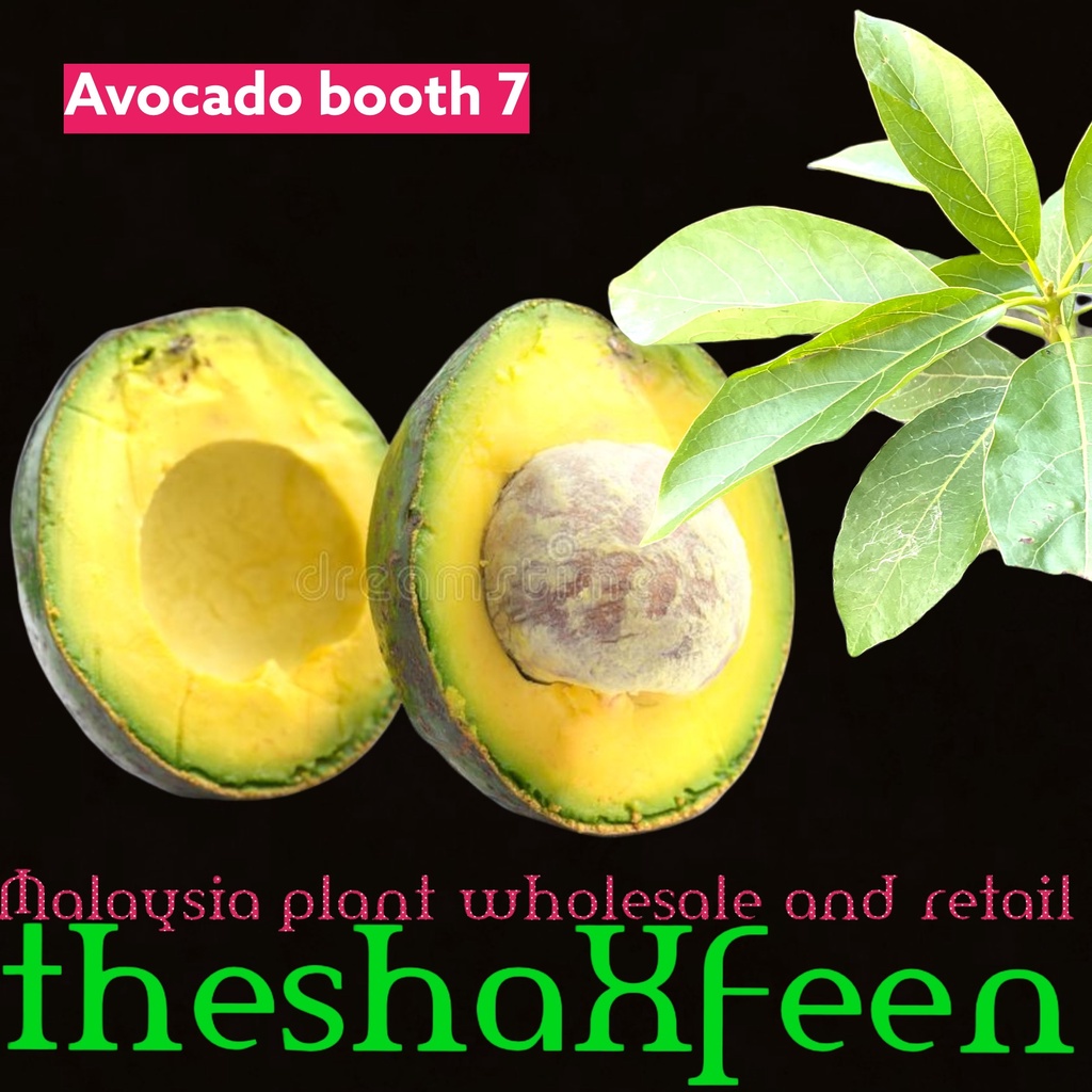 Pokok avocado booth 7 theshaxfeen | Shopee Malaysia