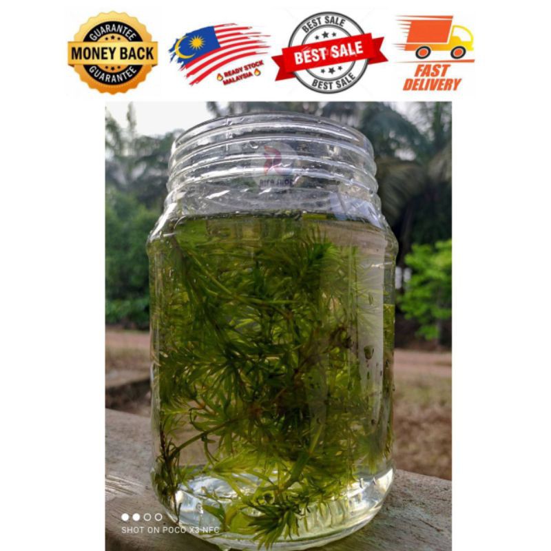 🌿 Fresh Hydrilla Rumpai Air 🌿 Guppy Betta Lobster Aquascape Aquarium🌿 ...