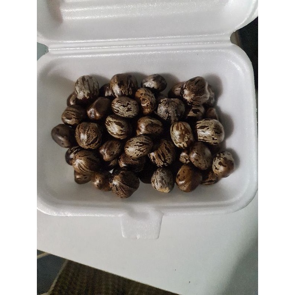 biji getah dari pokok getah segar dan baru | Shopee Malaysia