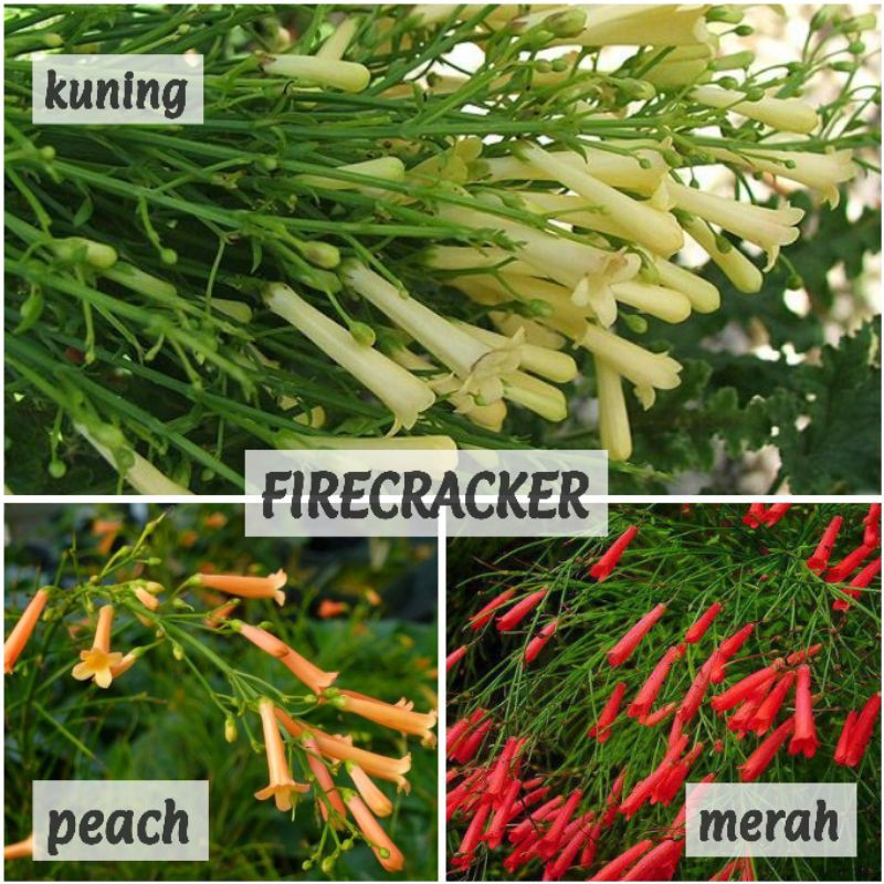Pokok Bunga Firecracker mercun fire cracker flower real plant | Shopee Malaysia