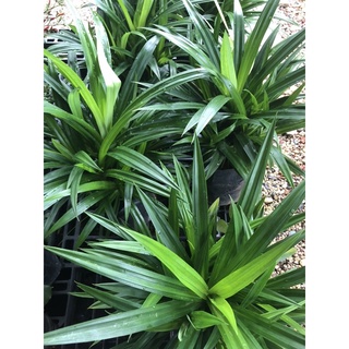 Pokok pandan wangi ( pokok pandan ) | Shopee Malaysia