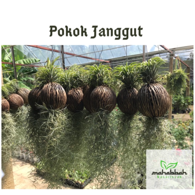 🌱 Pokok Janggut @ AirPlant | Shopee Malaysia