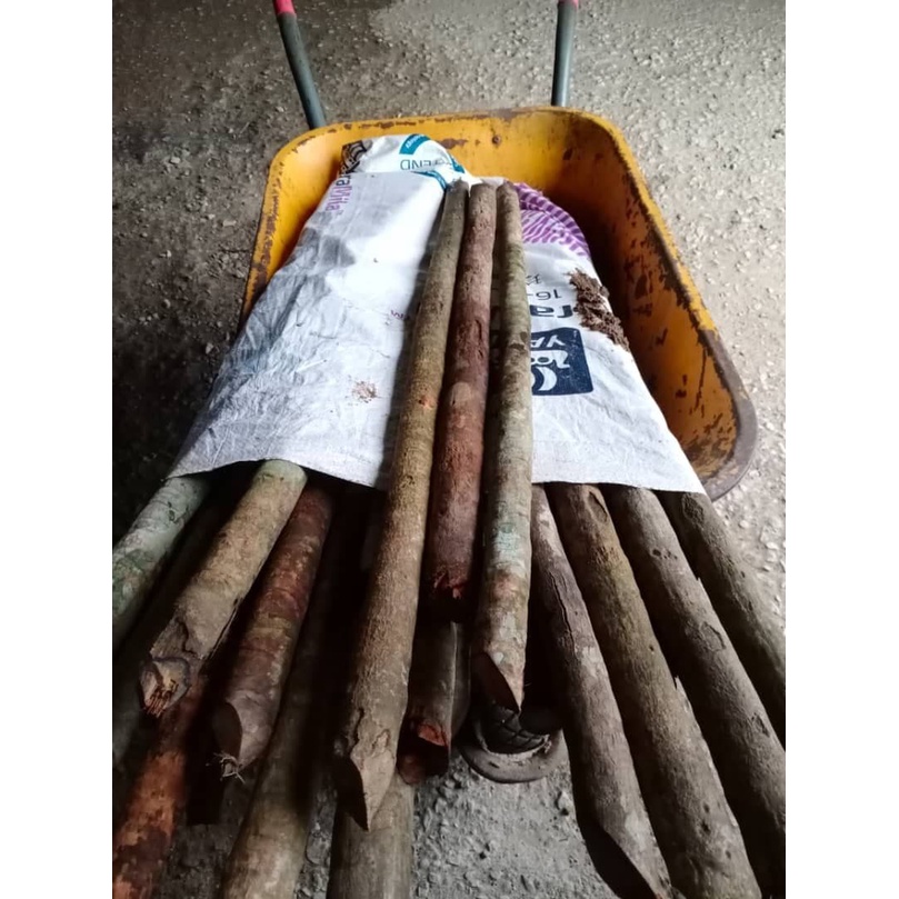 Hulu Parang Batang Palas Hutan | Shopee Malaysia