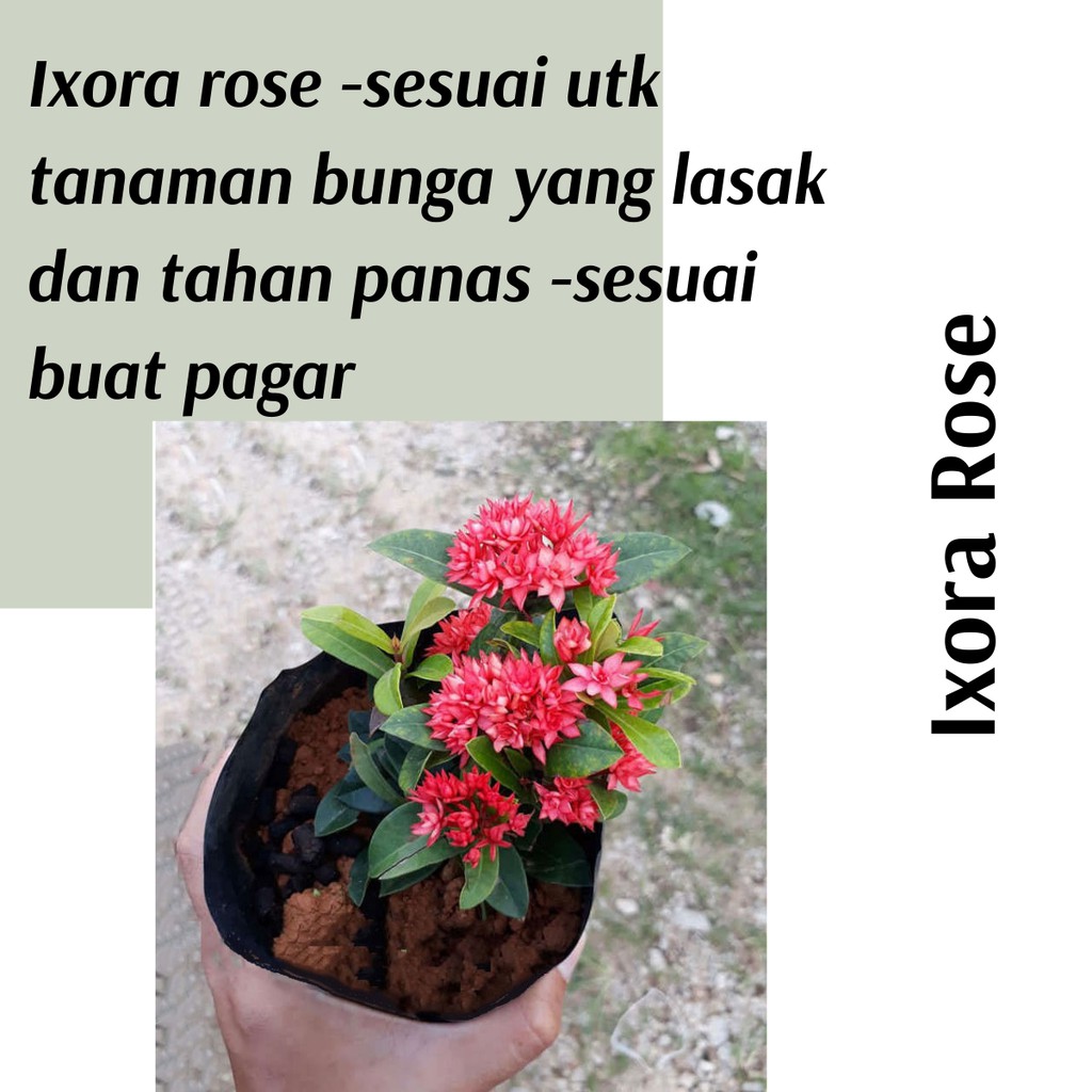 (Real Plant) Ixora Rose exora pokok bunga hidup hiasan rumah live ...