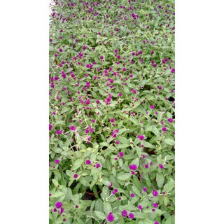 Anak Pokok Bunga Butang Ungu Purple Gomphrena Globosa Plants Live ...